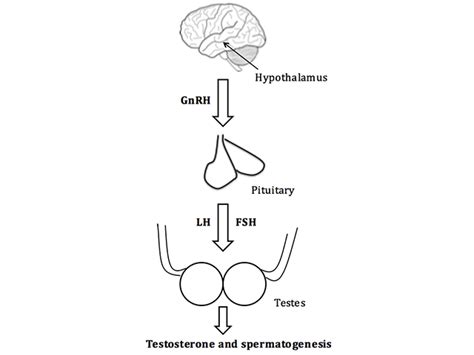 Hypothalamic Pituitary Testicular Axis Hypothalamic
