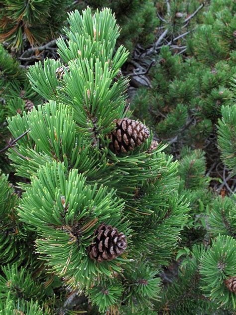 Planinski Bor Pinus Mugo Plantea