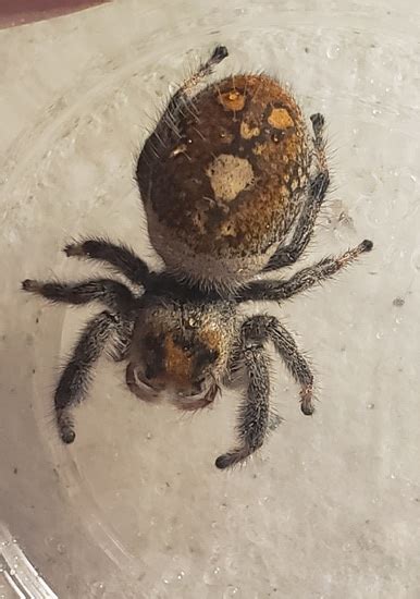 Orange Sora Jumping Spider By Appalachian Arachnids