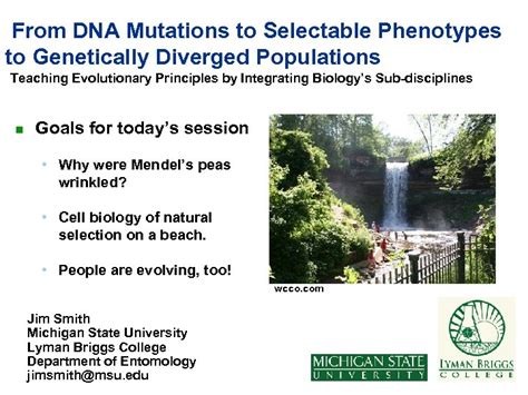 From DNA Mutations To Selectable Phenotypes To Genetically