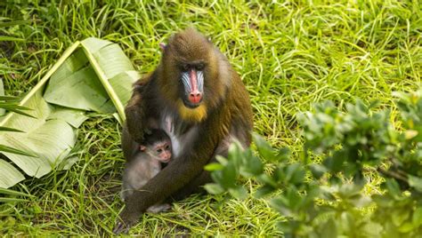 Mira Qué Tierno El Bebé Mandril Que Nació En Disney Travels And Viajes