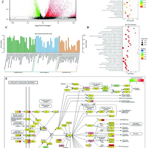 Transcriptome Alterations Of Hepg2 Cells Were Uncovered By Download Scientific Diagram