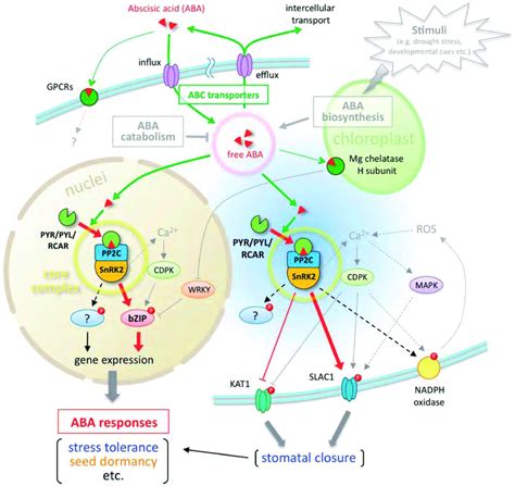 Schematic Model For Aba Transport Perception And Signal Transduction