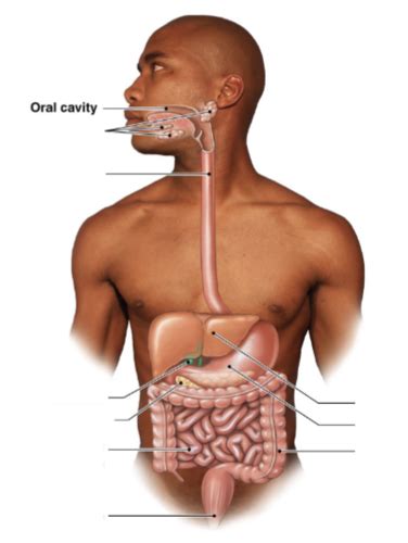 Gi System Structure And Function Flashcards Quizlet