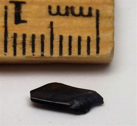 Gar Scale 2 Member Collections The Fossil Forum