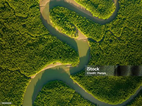 놀라운 풍부한 맹그로브 숲 숲 나무의 공중보기 열대 우림 생태계와 건강한 환경 배경 녹색 나무의 질감 숲 위에서 아래로 높은 각도보기 0명에 대한 스톡 사진 및 기타 이미지