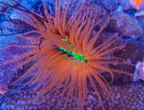 Anêmona Pachycerianthus Redgreen