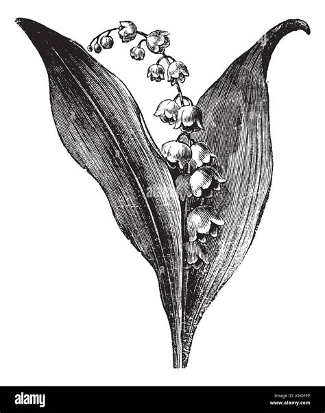 Lily Of The Valley Drawing Cut Out Stock Images And Pictures Alamy