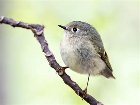 Ruby Crowned Kinglet Nest