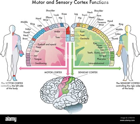 Brain Diagram With Functions