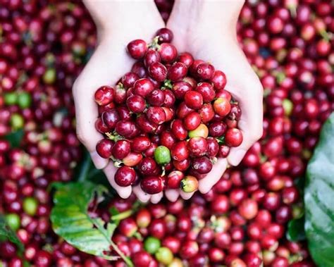 CÔNG TY TNHH VĨNH HIỆP TRỞ THÀNH CÔNG TY CÀ PHÊ ĐẦU TIÊN TẠI VIỆT NAM ĐẠT CHỨNG NHẬN C VỀ GIẢM