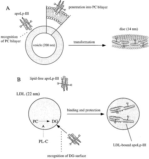 Schematic Representation Of The Interaction Of Apolp Iii With