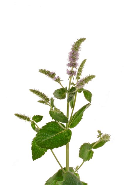 Mentha Fresh Start™ By Florius Flowers Floriexpo