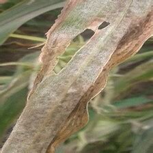 Disease Crop Project Object Detection Dataset By Crop Project