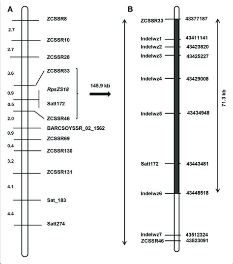 Genetic And Physical Map Of The Rpszs18 Region A Linkage Map Of 12 Download Scientific