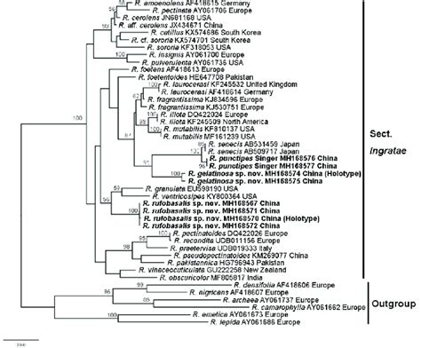 Maximum Parsimony Mp Phylogram Of Russula Sect Ingratae Generated