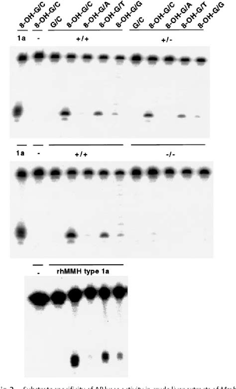 figure 1 from mmh ogg1 gene inactivation results in accumulation of 8 hydroxyguanine in mice