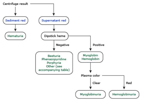 Hemoglobinuria Vs Myoglobinuria