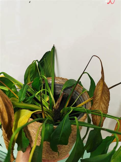 Peace Lily Wilting And Browning Rplantclinic