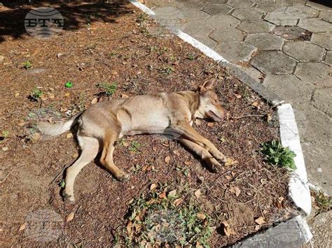 Започва безплатна кастрация и чипиране на домашните кучета в с Соволяно Кюстендилско Утро