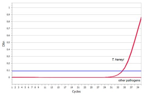 Development Of A Real Time Quantitative Pcr Based On A Taqman Mgb Probe For The Rapid Detection