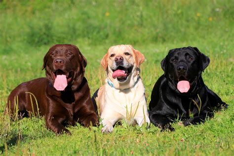 Labrador Retriever Carácter Dieta Cuidados
