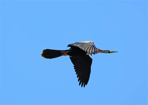 Anhinga In Flight Photograph By Marlin And Laura Hum Fine Art America