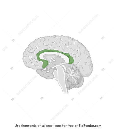 Free Brain Sagittal Cut Cingulate Gyrus Icons Symbols And Images
