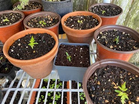 Amur Maple Tree Seeds Benefits Of Growing Them Indoors Link Feel