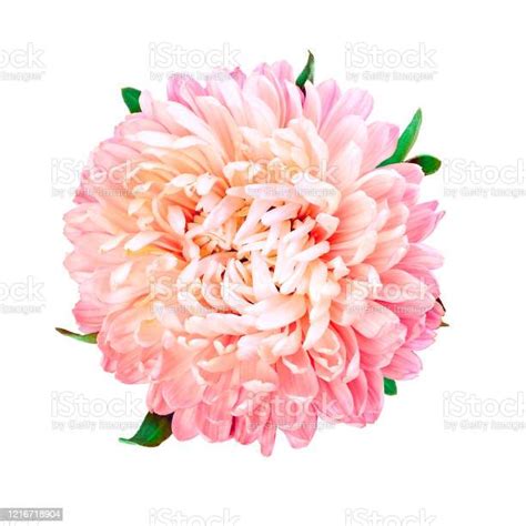녹색 잎이 고립 된 부드러운 분홍색 색상의 머리 정원 아스터 피온 모양의 클로즈업 피는 식물은 흰색 배경에 잘라 컷아웃에 대한 스톡 사진 및 기타 이미지 Istock