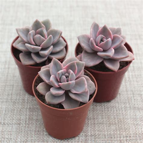 Граптоверия "Госпожа Ричардс" вариегатная