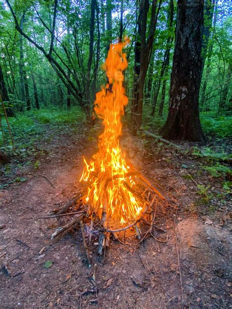 Bonfire In The Forest In The Evening Camp Fire In The Forest Flames