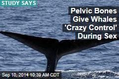 Pelvic Bones Give Whales Crazy Control During Sex