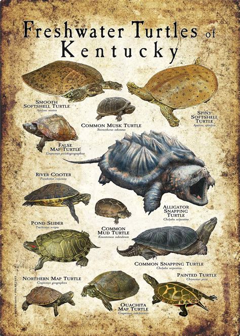 Freshwater Turtles Of Kentucky Poster Print Field Guide Etsy