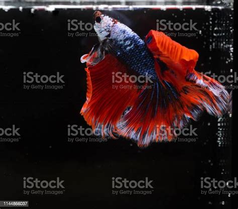 샴 싸움 아름 다운 흰색과 파란색과 붉은 색으로 태국 베타 물고기는 검은 배경 분리에 싸울 준비가 다양 한 제스처에 이동 하프 문 물고기 가축에 대한 스톡 사진 및 기타