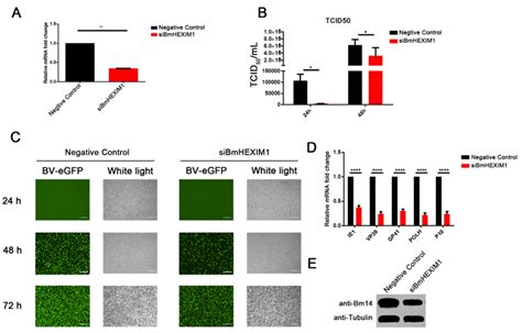 RNAi Down Regulated BmHEXIM And Inhibited The Invasion Of BmNPV A Download Scientific