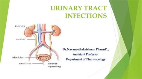 Pathophysiology Of Urinary Tract Infection Ppt