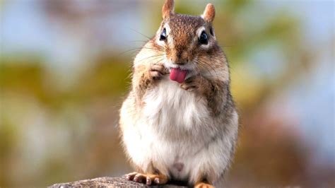 БУРУНДУК ᐈ Фото и описание