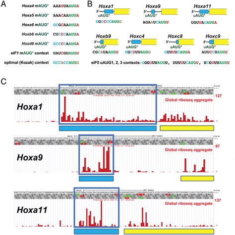 Start Codon Definition