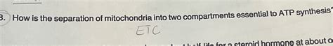 Solved How Is The Separation Of Mitochondria Into Two