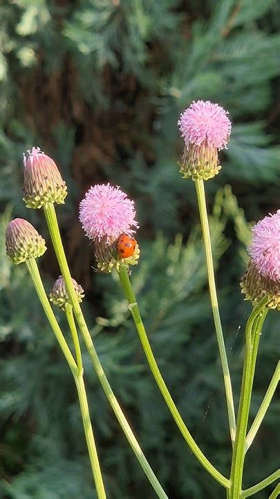 딱정벌레 무당벌레 지칭개 개미 거미 나는반딧불 황가람 Youtube