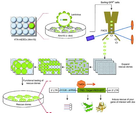 Genetic Complementation System Setup And Overview Of Steps Involved