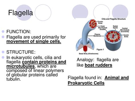 Flagella Medical Definition At Dorsey Lisle Blog