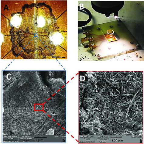 Pdf Carbon Nanotube Modified Microelectrode Array For Neural Interface