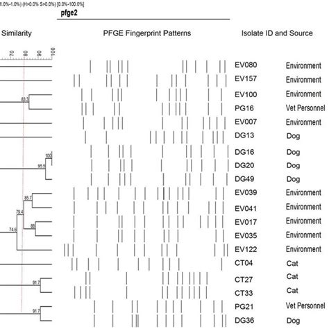 Dendrogram Showing Pfge Analyzed Mrsa Isolates From Veterinary