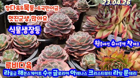 루비다육5뮤즐리키세스짧은잎적성로망화이트엔젤라탐멕시코에보니슈퍼블랙퓨에블라에르클리노홍페페미울슈가베이비아르제멕시코로즈샹그렐라 Youtube