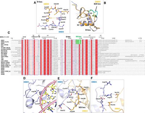 The Asymmetry Of The Dimerization Interface Involves A Conserved Kr Box