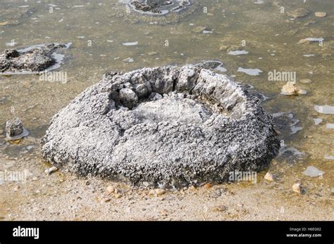 Stromatolite Layered Sediment And Oldest Living Fossil In The Lake