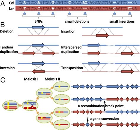 Detection Of Genomic Variations And Dna Polymorphisms And Impact On