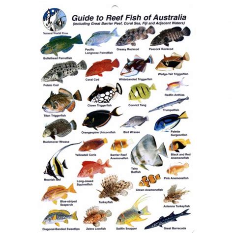Guide To Reef Fish Card Australia